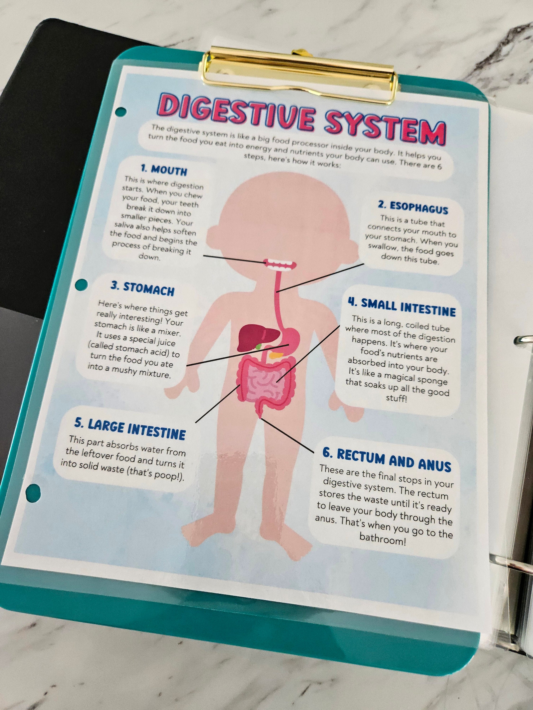 Digestive System Busy Book Human Anatomy Worksheets Science School ...