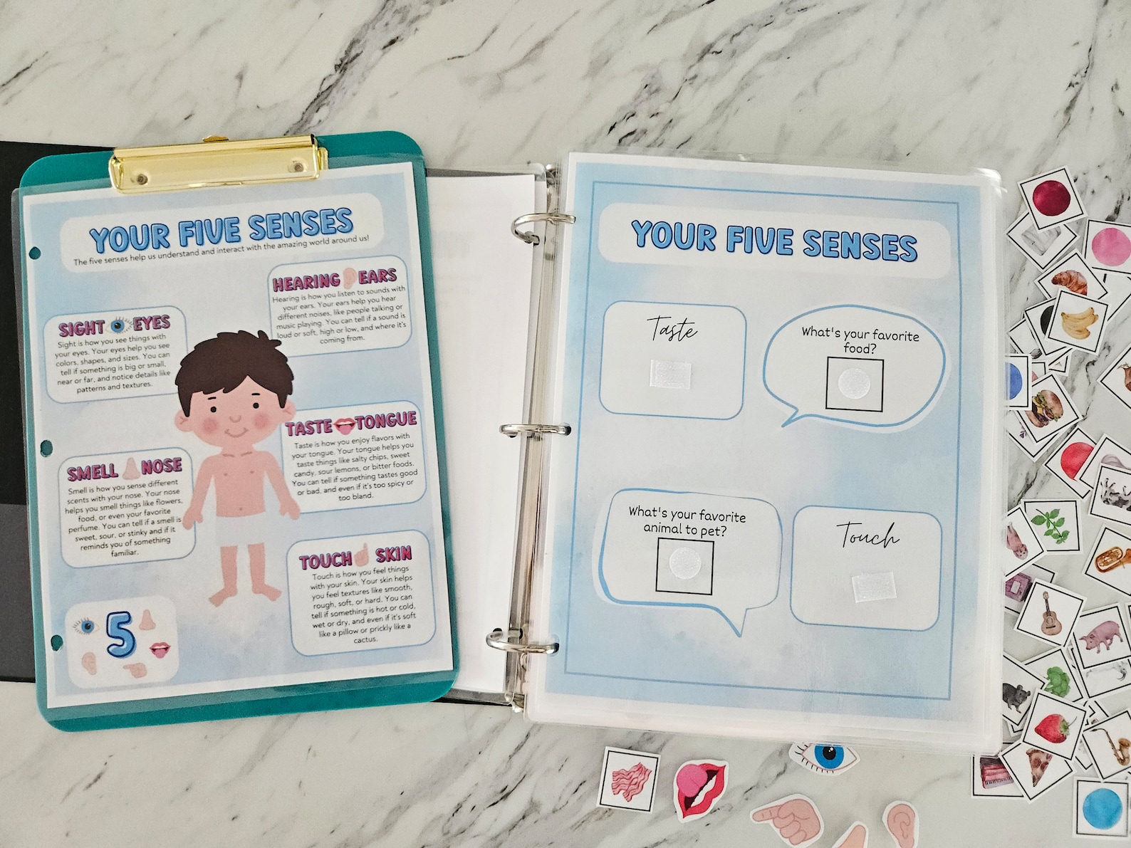 5 Senses, Human Body Anatomy Busy Book Science School Resources Anatomy ...