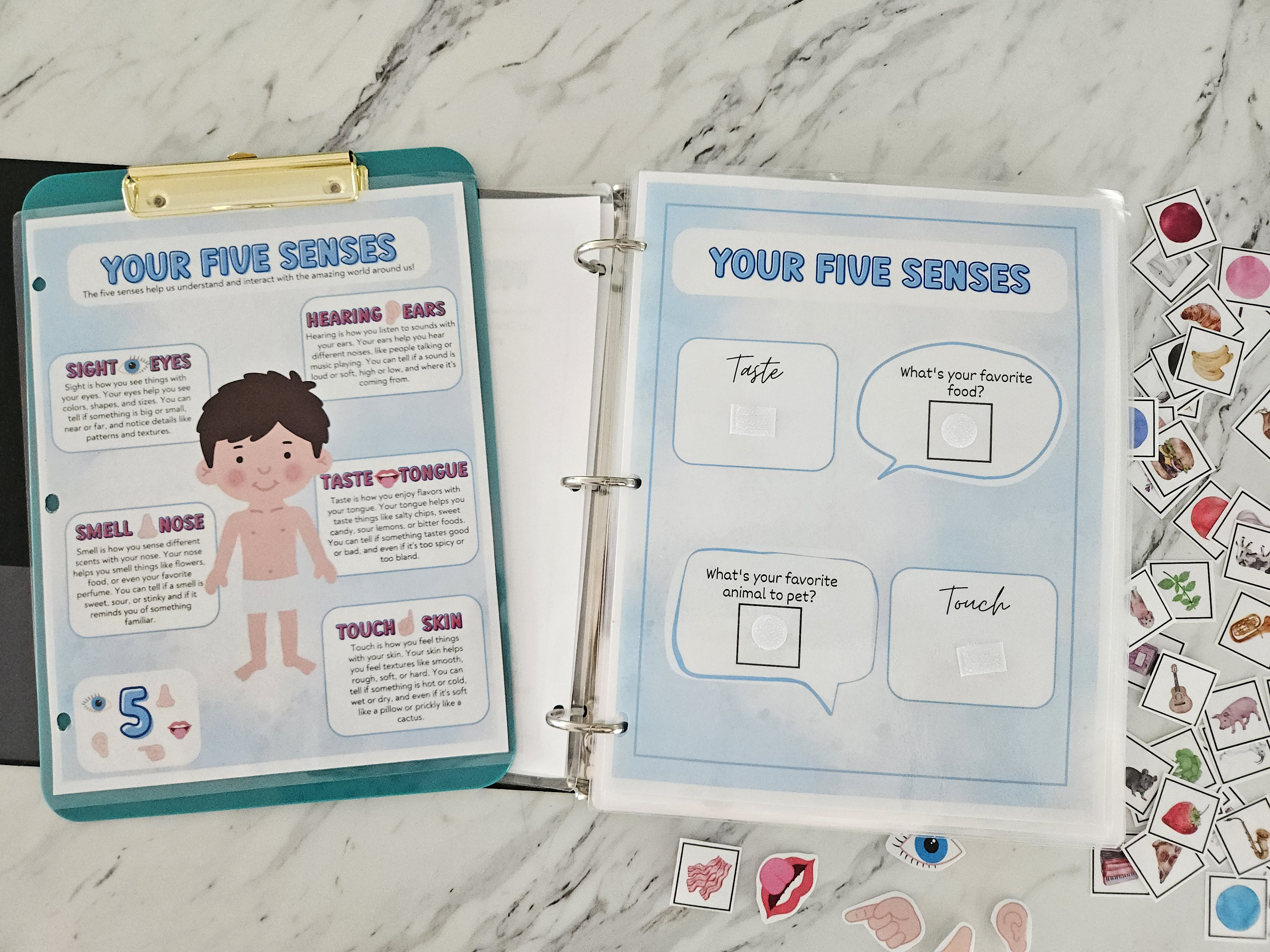 5 Senses, Human Body Anatomy Busy Book Science School Resources Anatomy ...