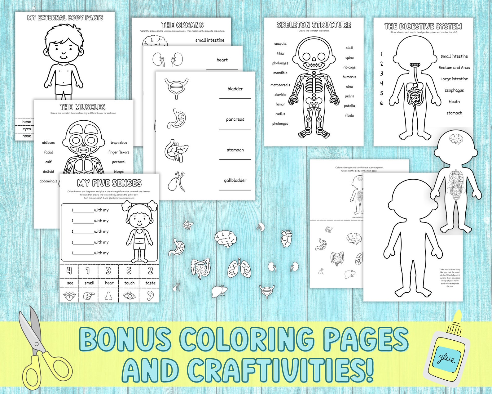 Human Body Anatomy Busy Book, Human Body Systems, Science Unit ...