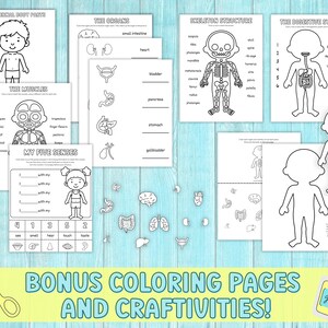 Human Body Anatomy Busy Book, Human Body Systems, Science Unit ...