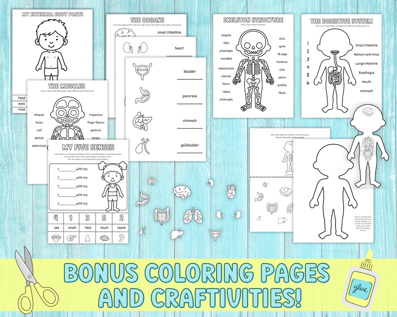 Human Body Anatomy Busy Book, Human Body Systems, Science Unit ...