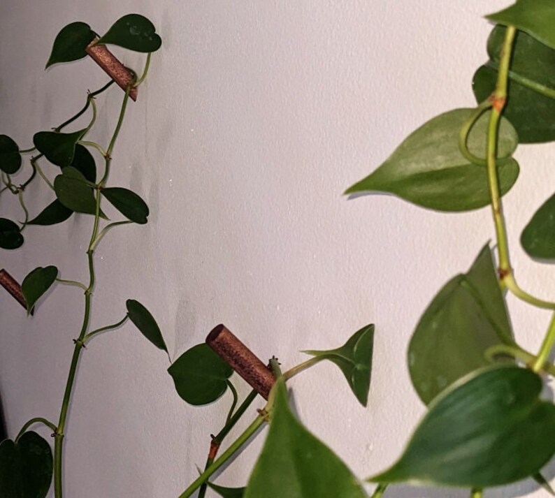 Vining Climbing Plant Wood Push Pins 5 Pack - Etsy