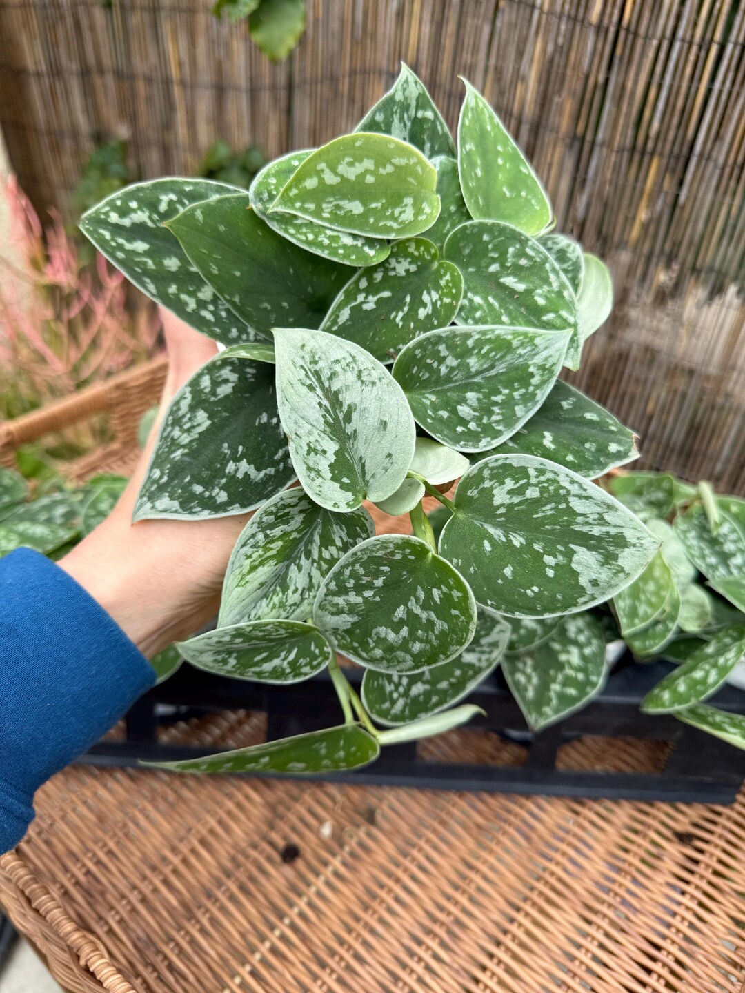 Scindapsus Pictus ‘silvery Ann” - Etsy