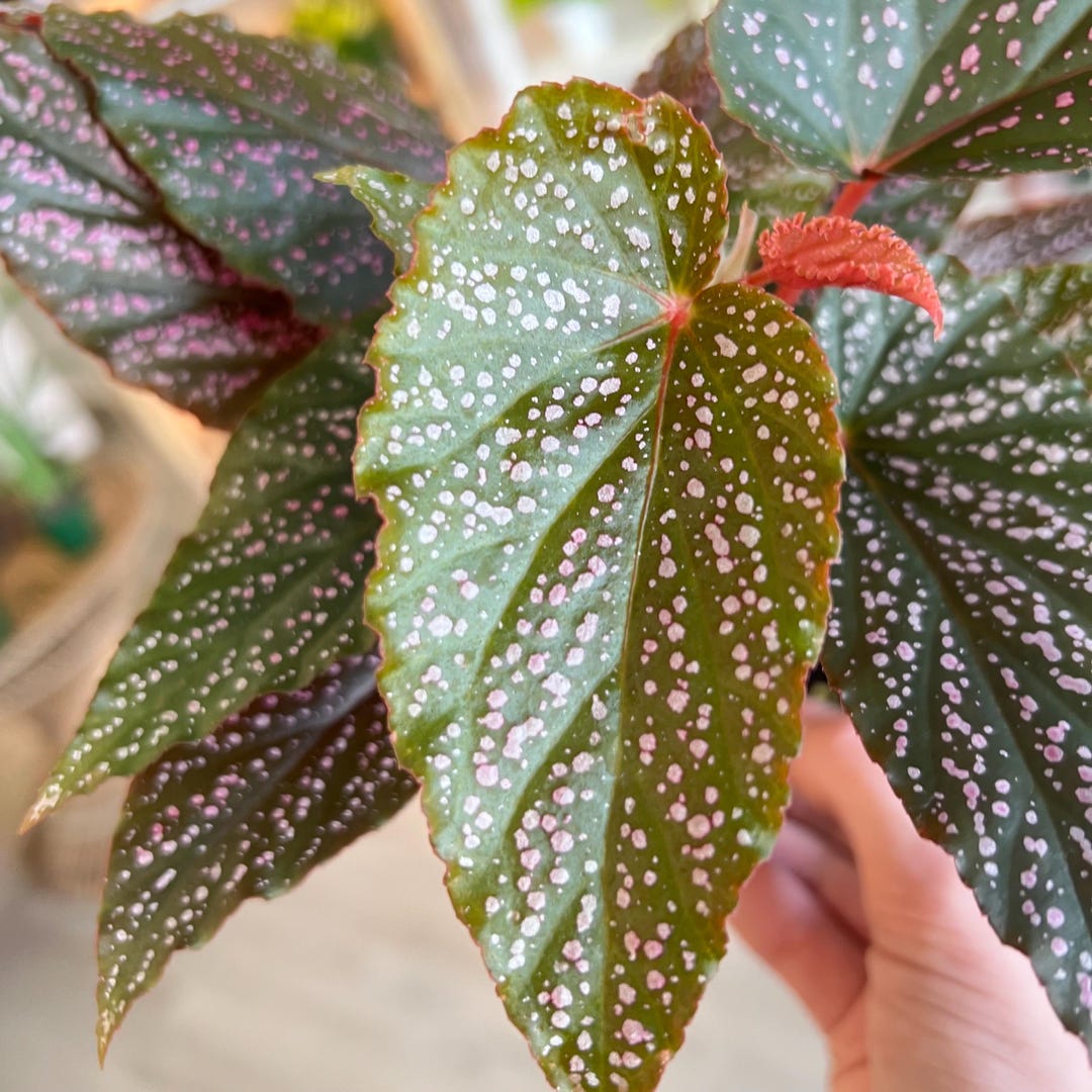 Begonia, Pink Spot - Etsy