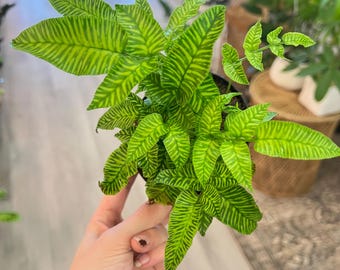 Golden Zebra Variegated Bamboo Fern Plant Starter ALL Starter Plants ...