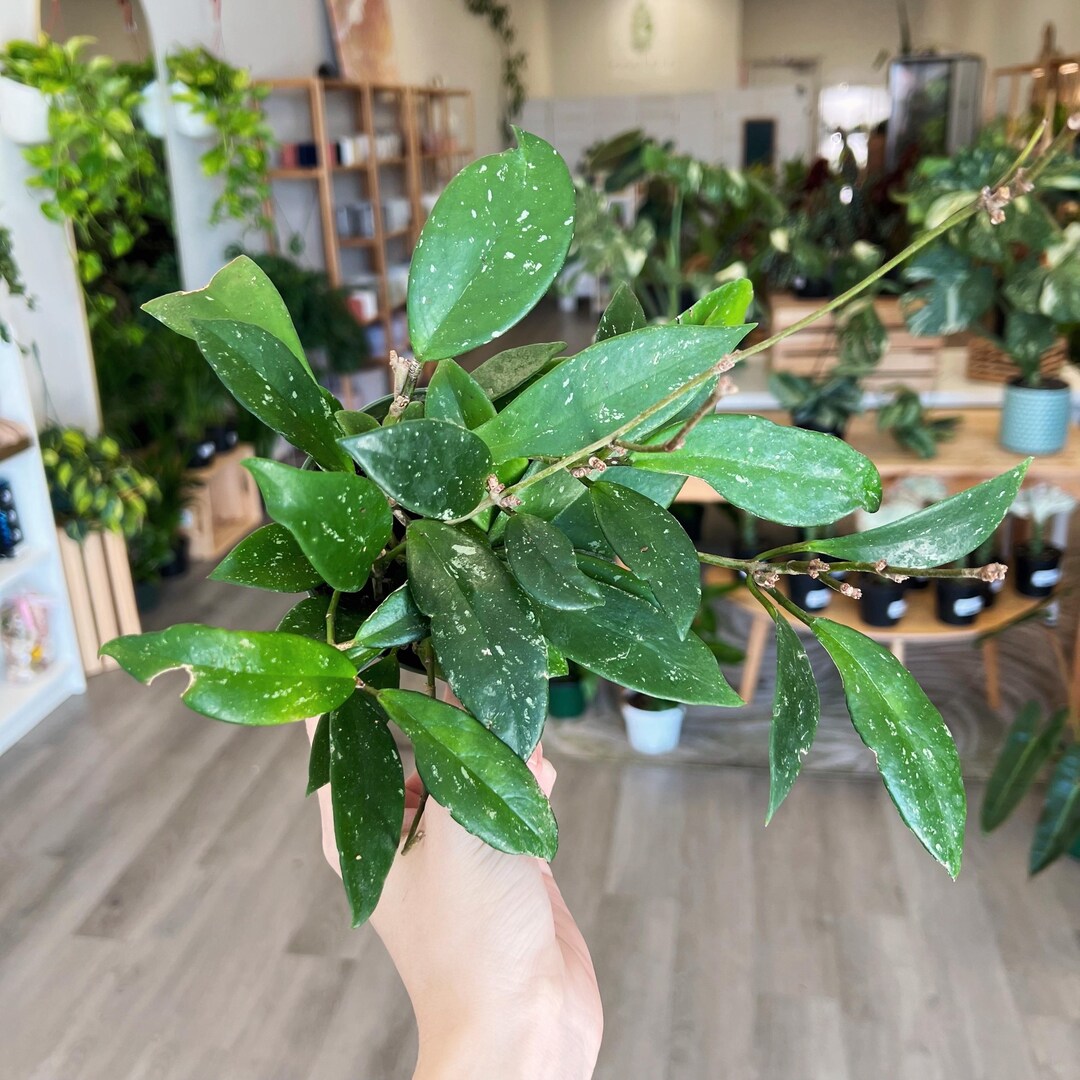 Hoya Pubicalyx, Splash - Etsy