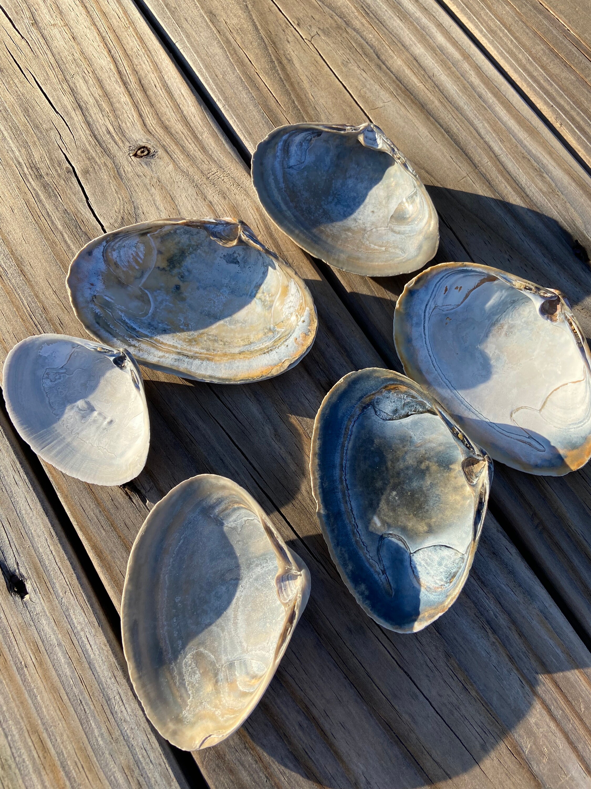 Set of 6 Hatteras Island Clams Shells With Blue Tones, Natural - Etsy