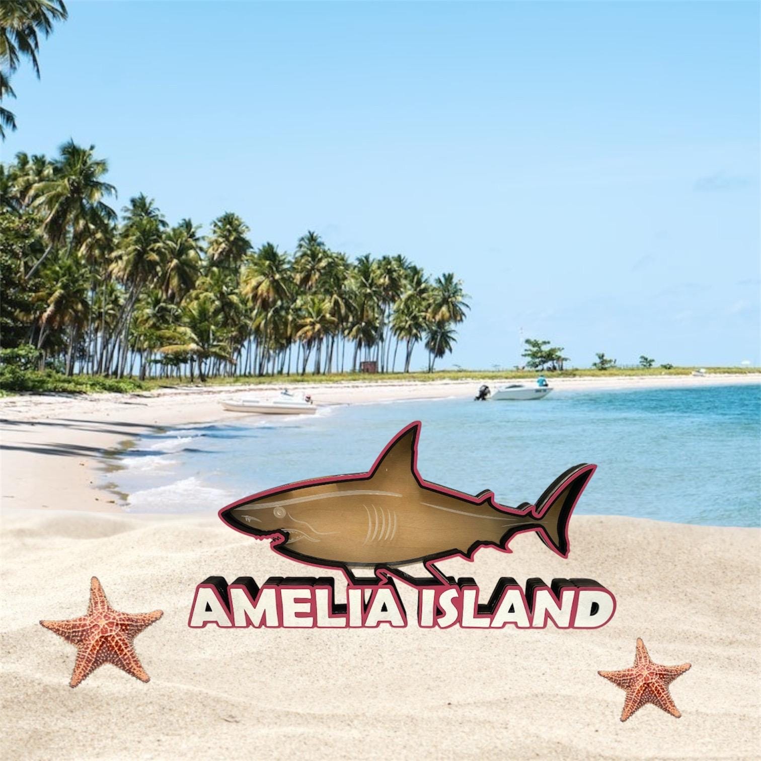 Amelia Island Shark Tooth Display - Etsy