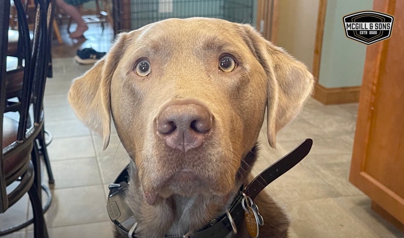 CNC Vector File. Labrador Dog Catch All Tray Edc Tray. SVG, DXF, Pdf ...