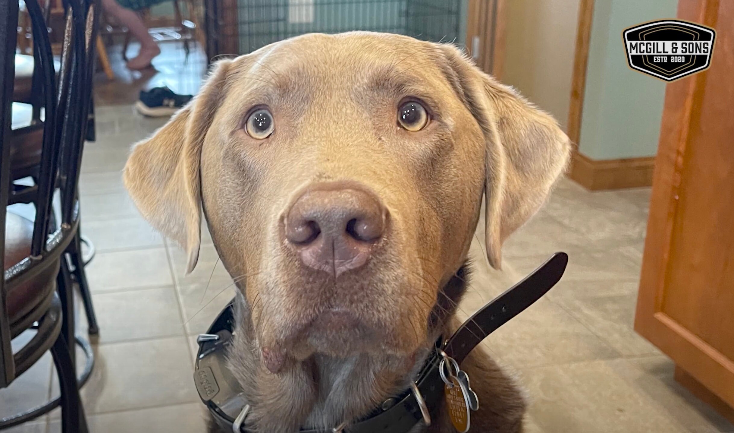 CNC Vector File. Labrador Dog Catch All Tray Edc Tray. SVG, DXF, Pdf ...