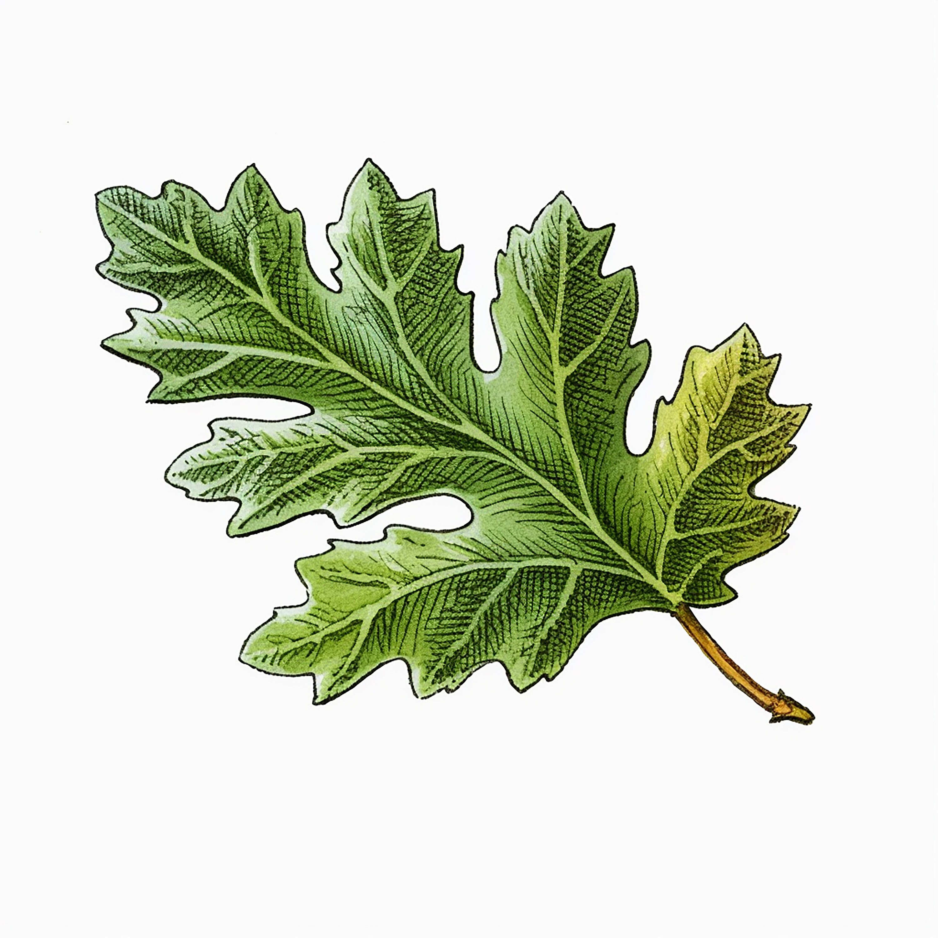 10 Leaf Design Clipart : 10 High Quality Images Collection -perfect for ...