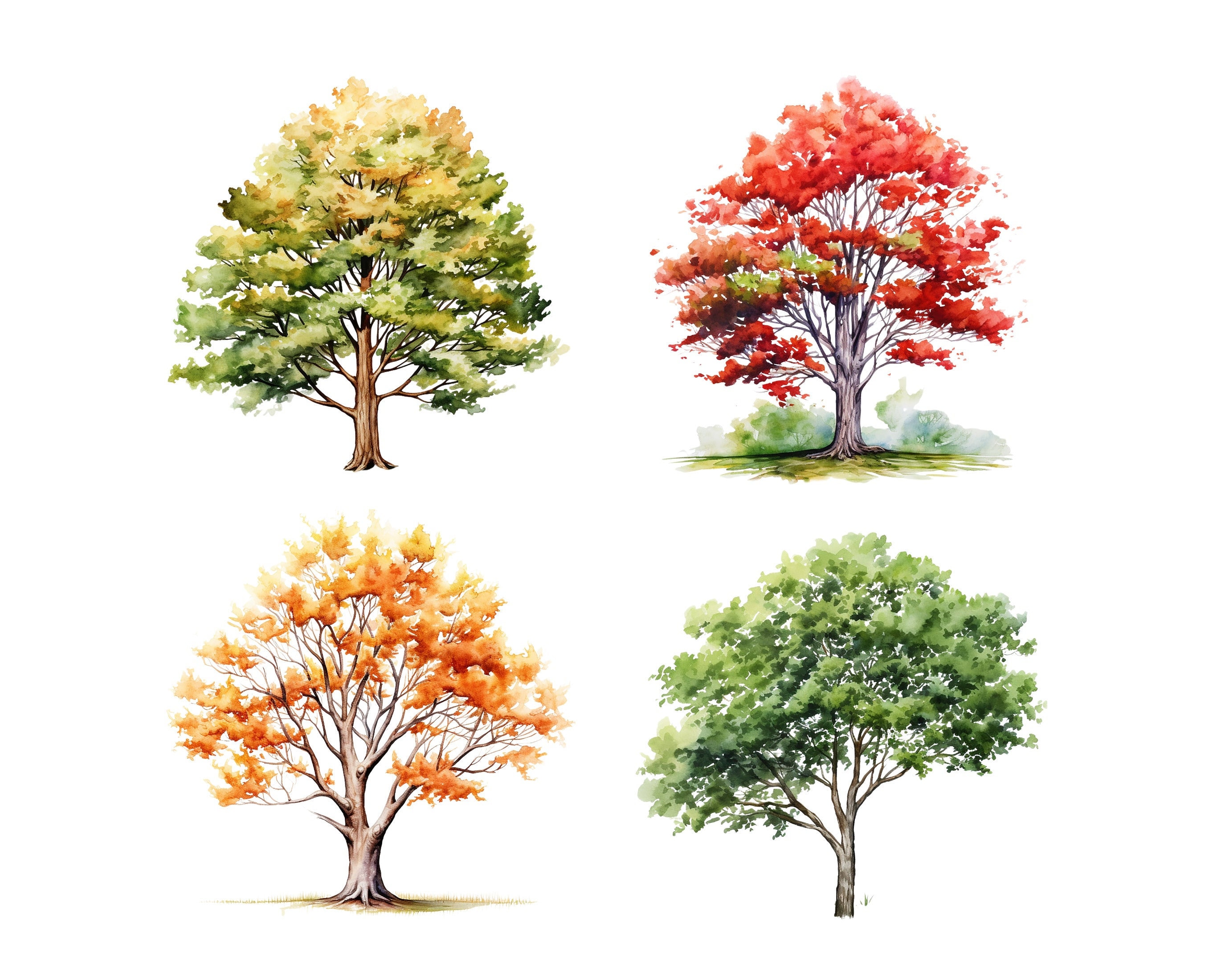 6 Tree Design Clipart : 6 Water Color High Quality Images Collection ...
