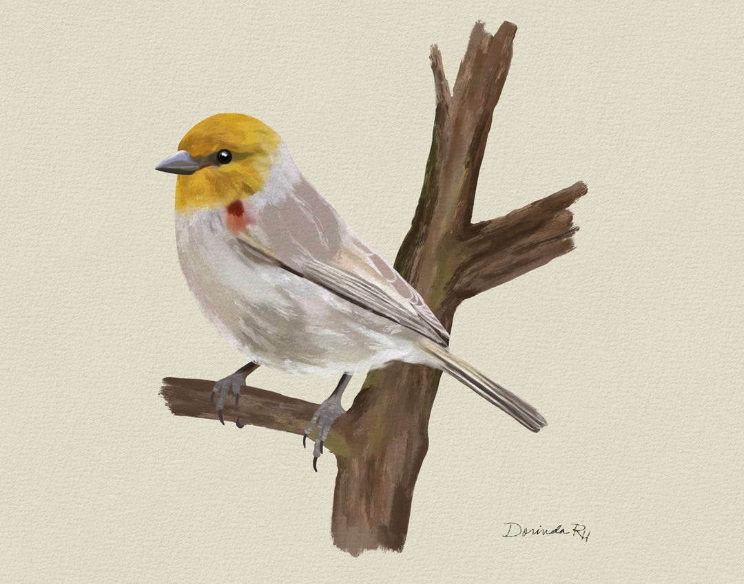 Verdin Bird Instant Download | Desert Songbird Illustration | Nature-inspired Digital Download ...