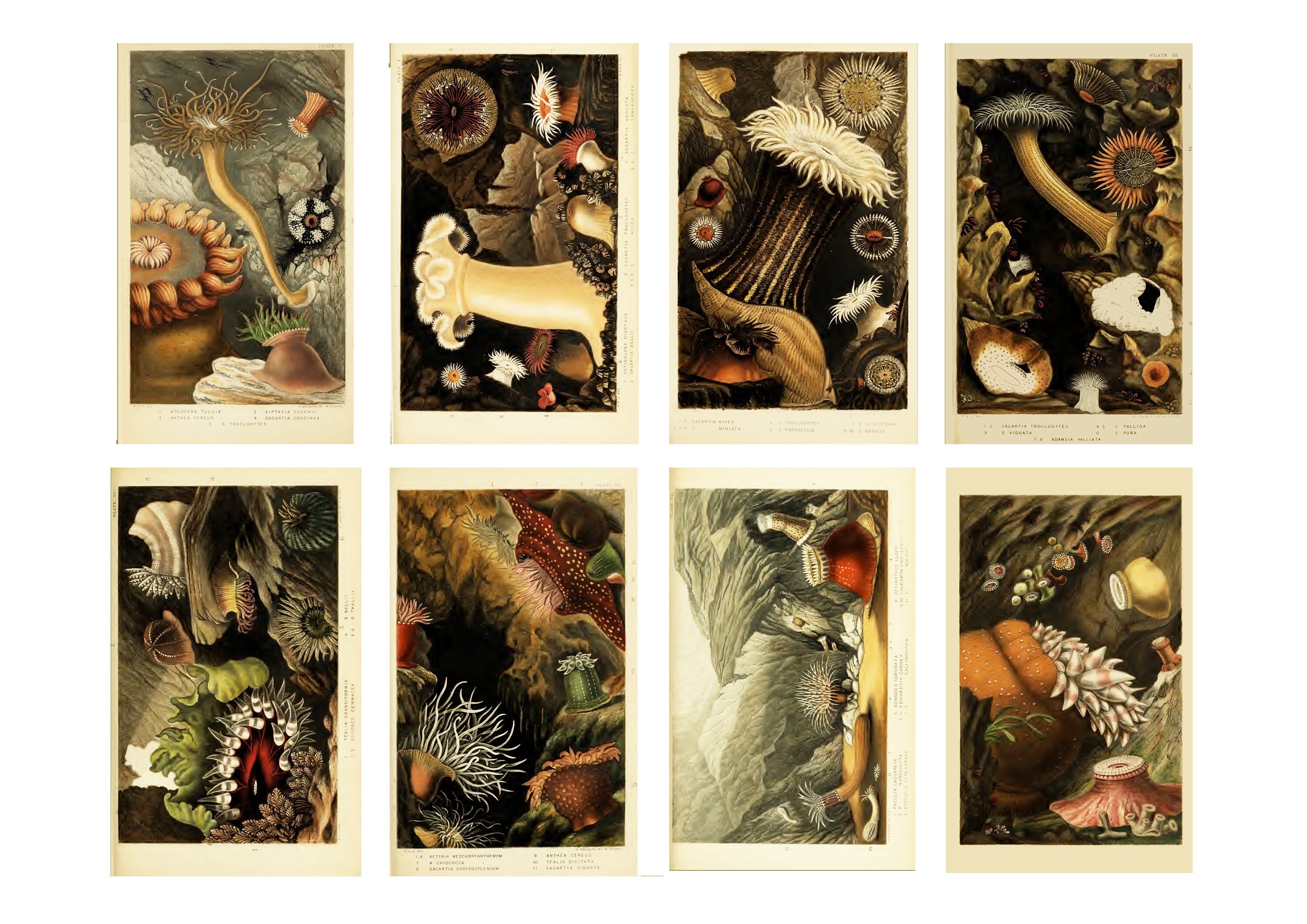 SEA ANEMONES Printable Journal Cards Digital Download Printable Image ...