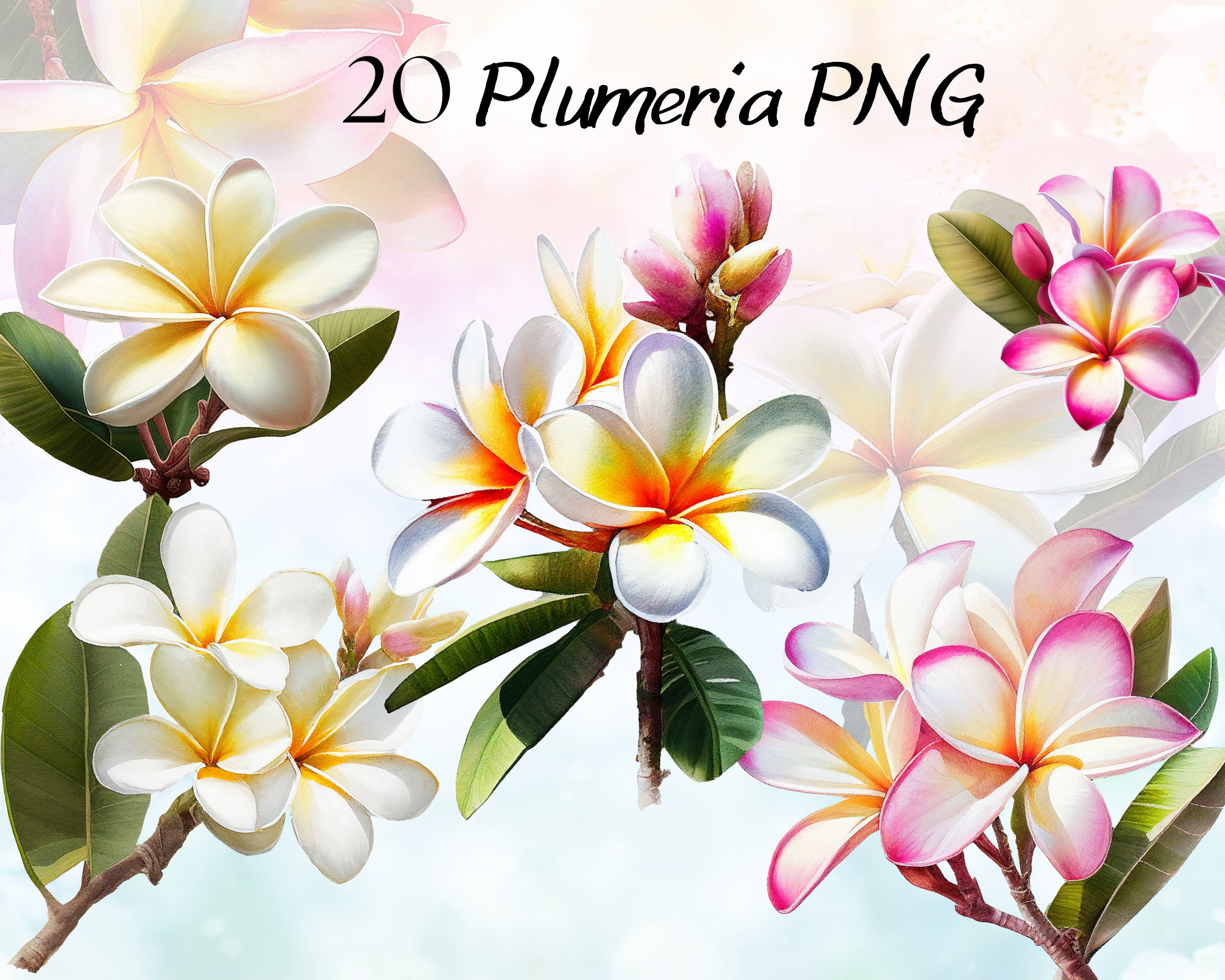 Plumeria Flower Clip Art