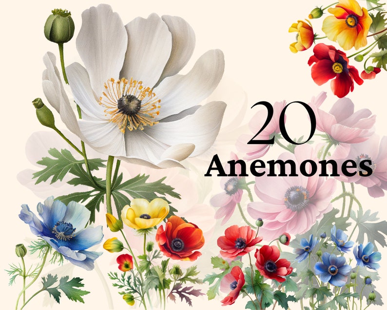 Anemone Flower Watercolor Clipart Bundle, Watercolor Magenta Anemone ...