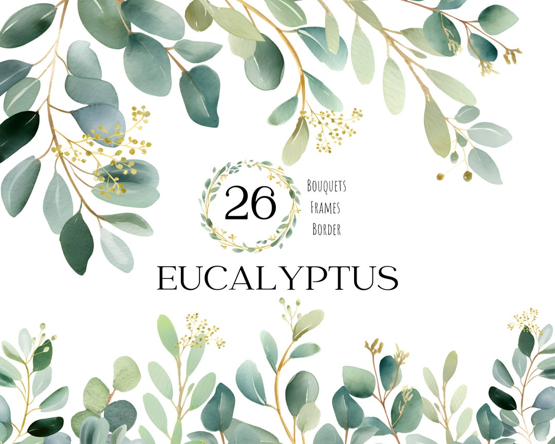 Watercolor Eucalyptus Leaves Clipart, Eucalyptus Shower Greenery ...