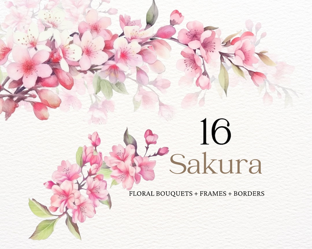 Watercolor Cherry Blossoms, Cherry Blossoms Clipart, Sakura Clipart ...