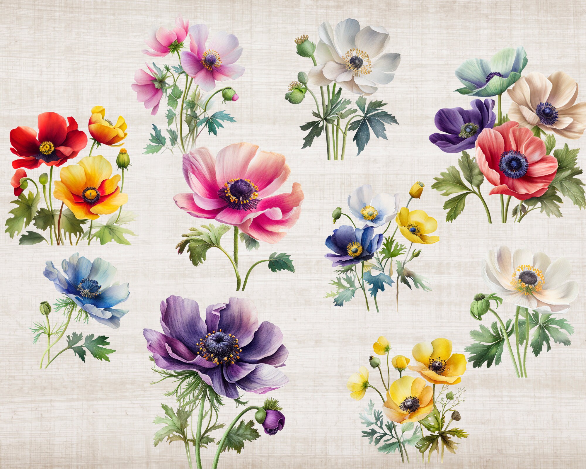 Anemone Flower Watercolor Clipart Bundle Watercolor Magenta - Etsy