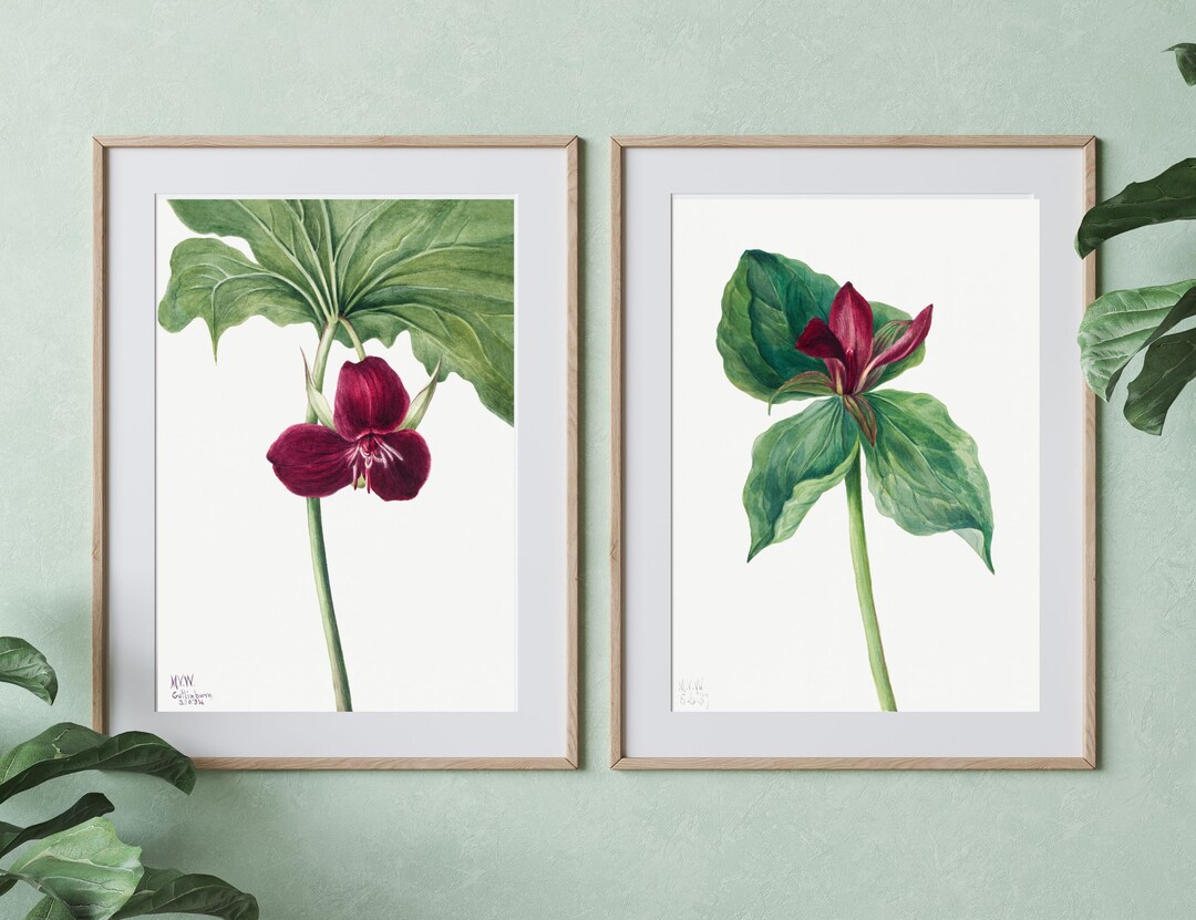 Printable Wall Art, Set of 2 Whippoorwill Flower Prints, Floral Art ...