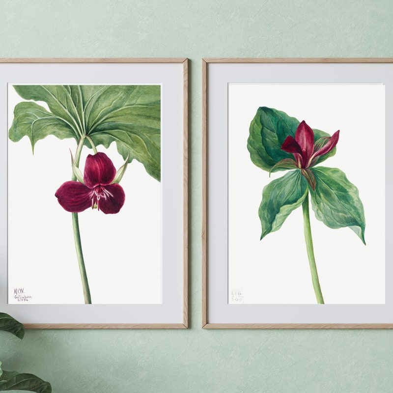 Whippoorwill - Etsy