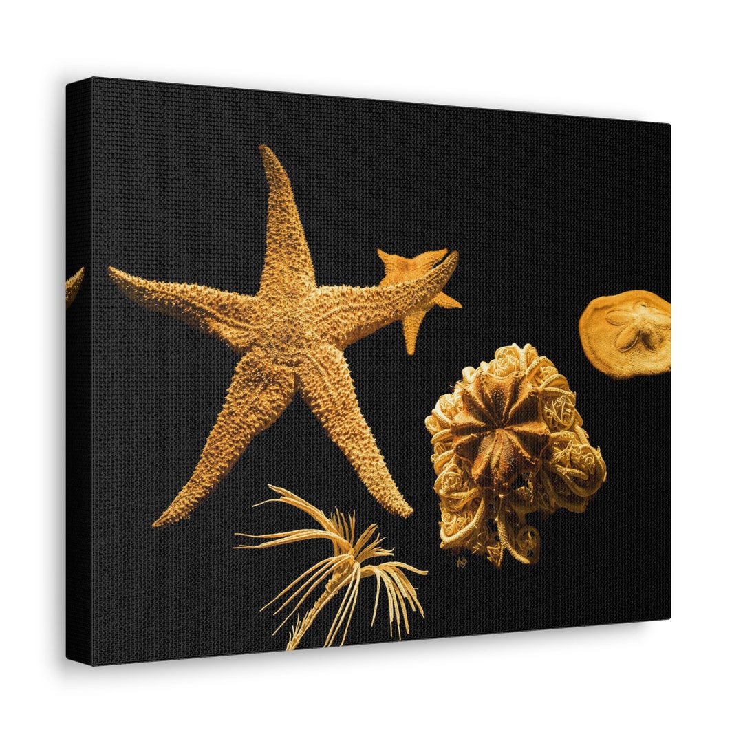 Sea Life, Museum of Natural History, Washington DC, Starfish, Sea ...