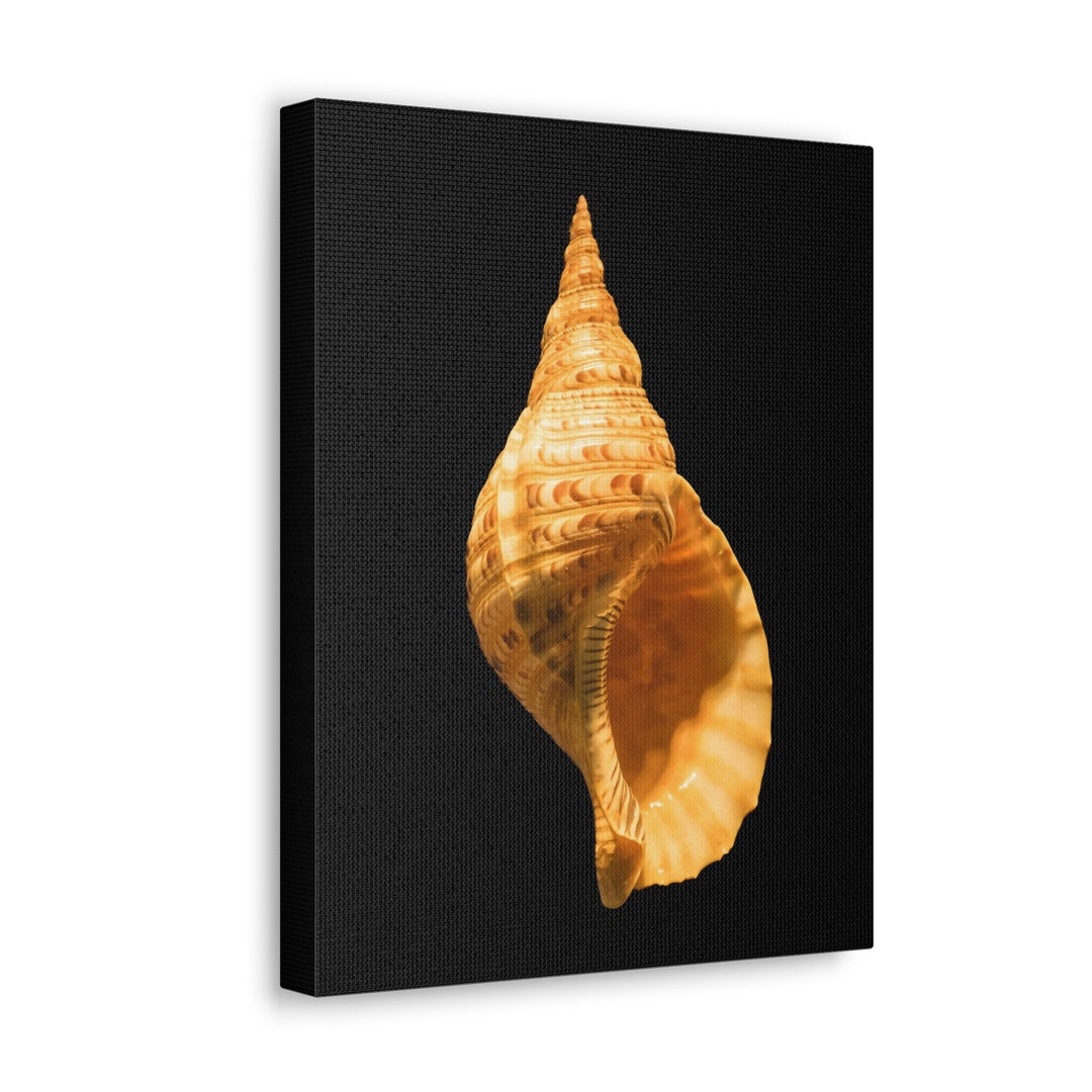 Seashell, Ocean, Museum of Natural History, Washington DC - Etsy