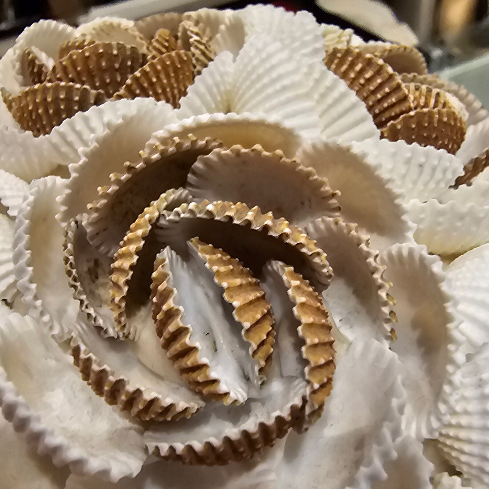 Mediterranean Sea Shell Lamp Handmade in Our Workshops in Verona MADE ...