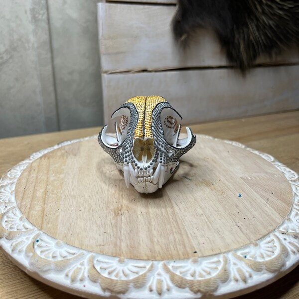 Bobcat Skull - Etsy