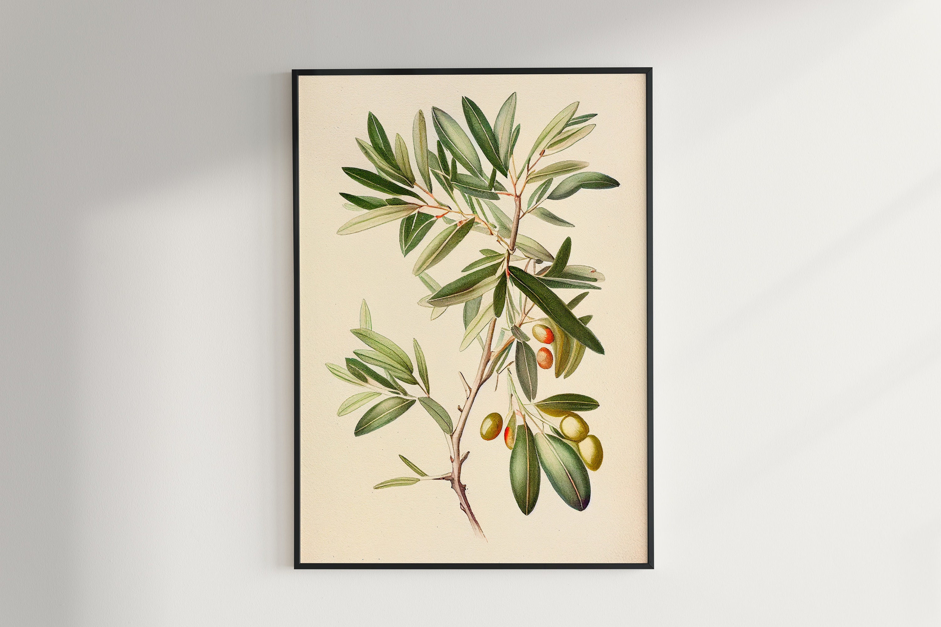 Vintage Watercolor Olive Branch, Wall Art, Nature Poster - Instant ...