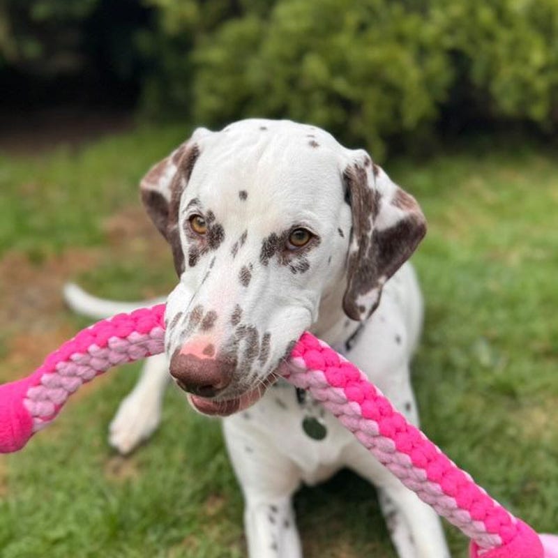 Long Toy Agility Dog - Etsy UK