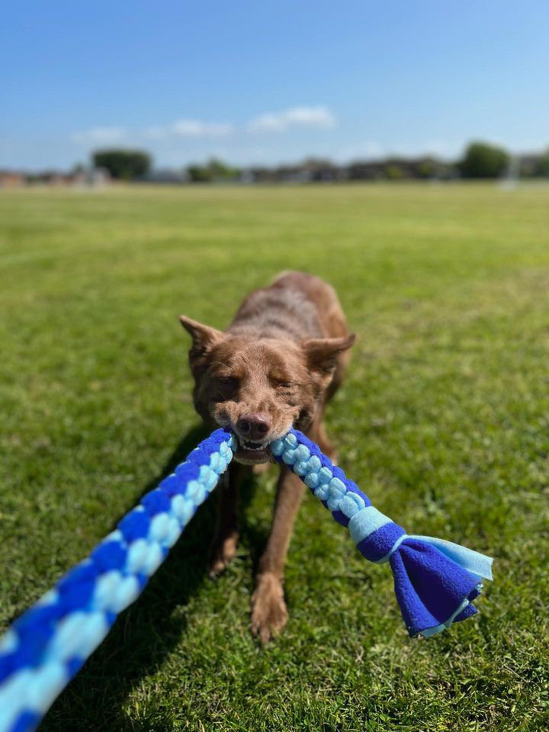 Dog Tug Toy for Large Dogs | Tug of War Play Toy | Dog Tuggy | Agility ...