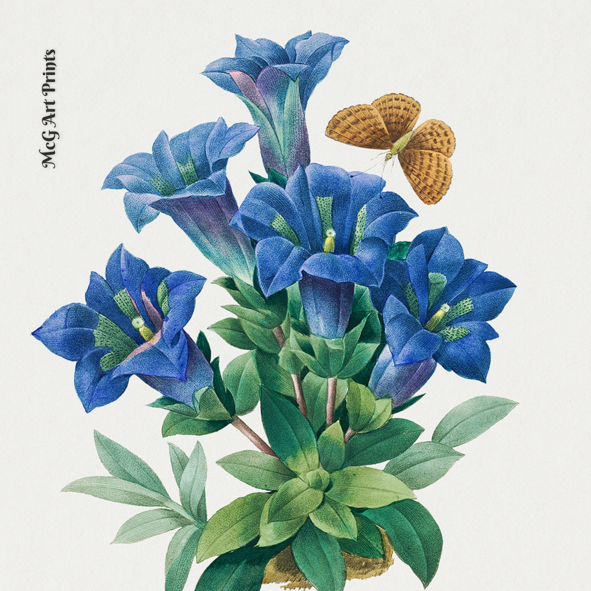 Trumpet Gentian Watercolor Painting Botanical Wall Art Print Boho ...