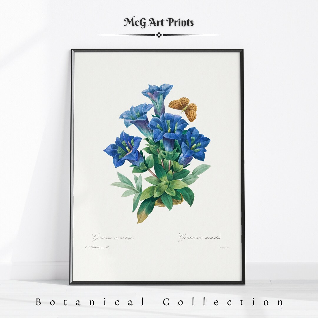 Trumpet Gentian Watercolor Painting Botanical Wall Art Print Boho ...