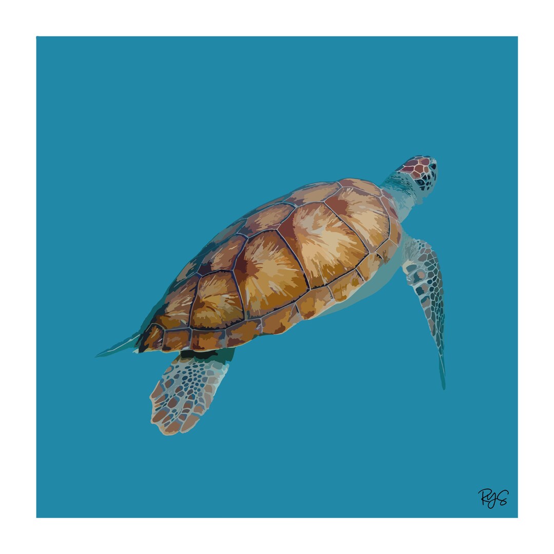 Poster Drawing Turtle - Etsy