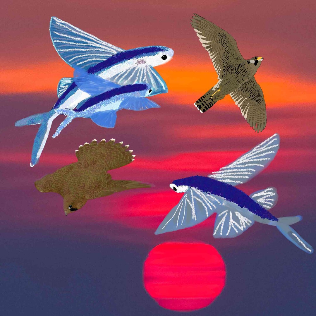 Flight of Fantasy: Graceful Flying Fish and Birds in a Red Skies Sunset ...