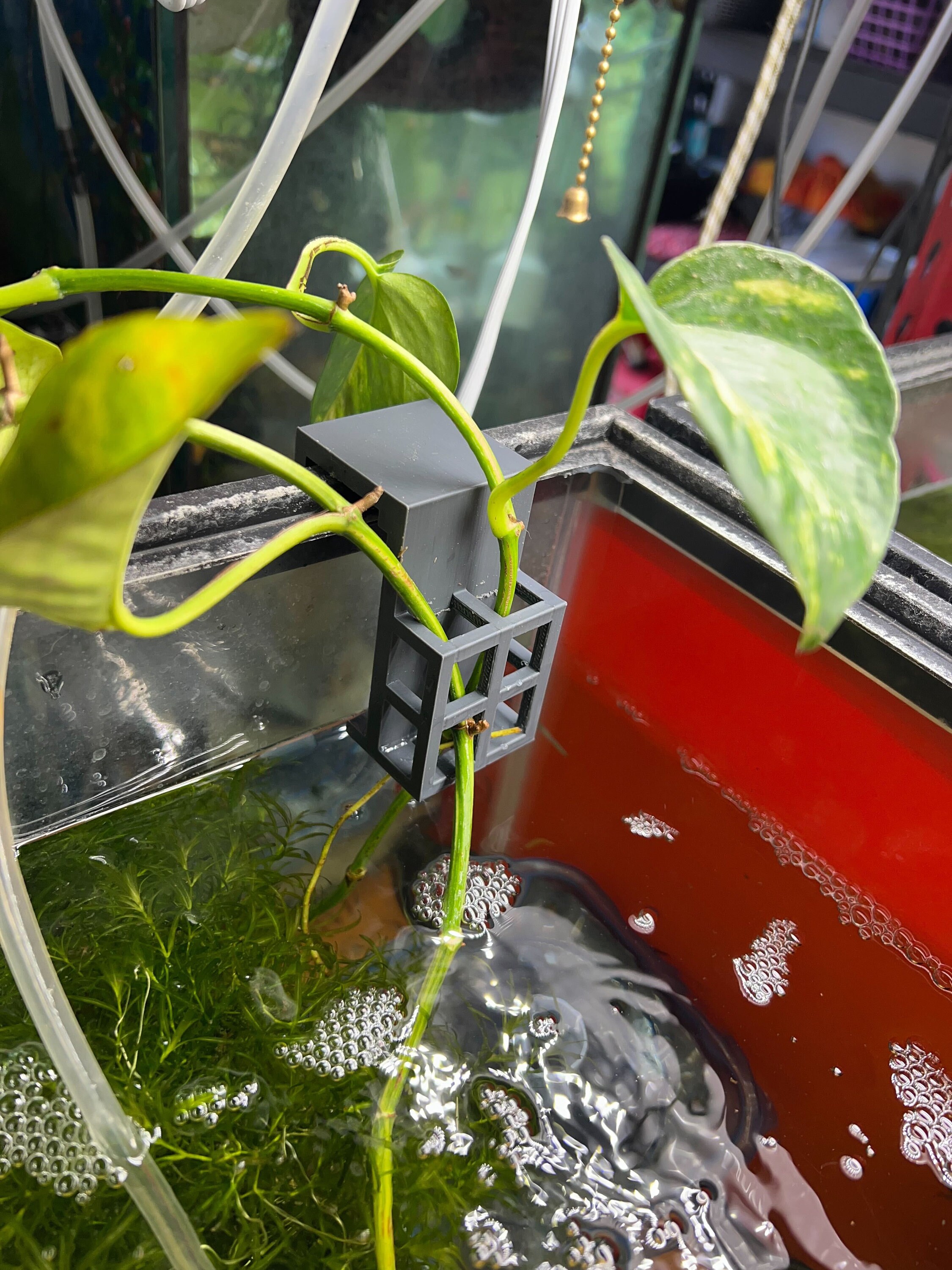 Pothos In Fish Tank