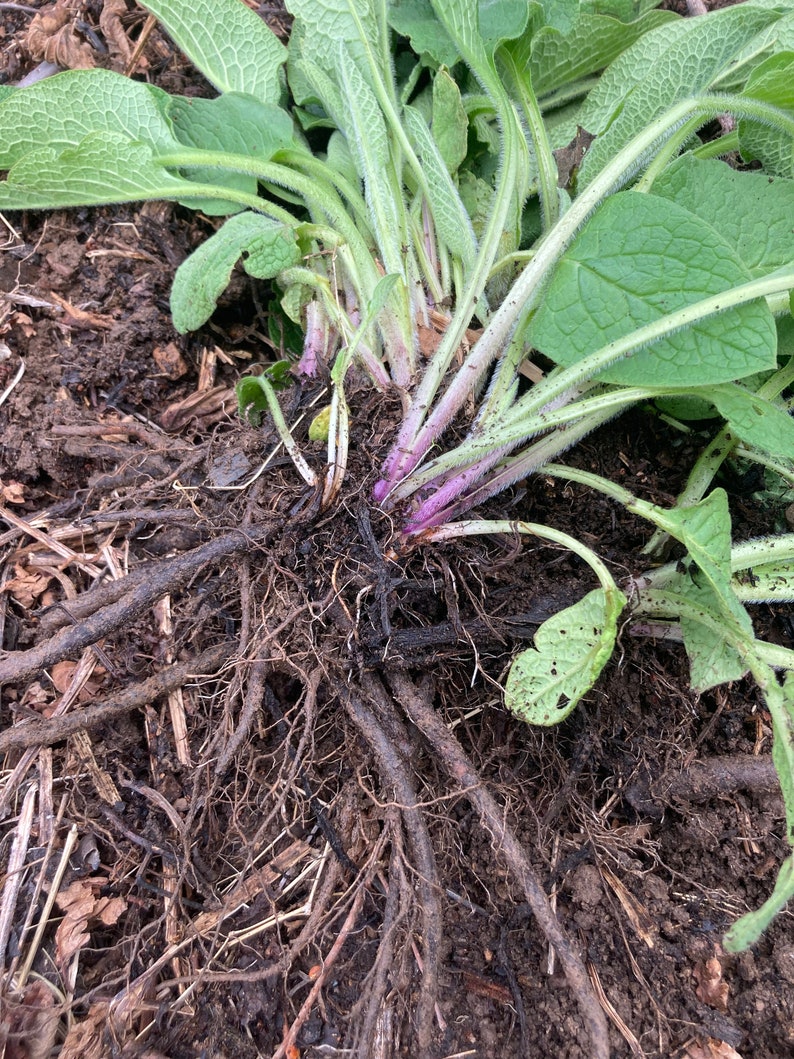 Comfrey Roots - Etsy