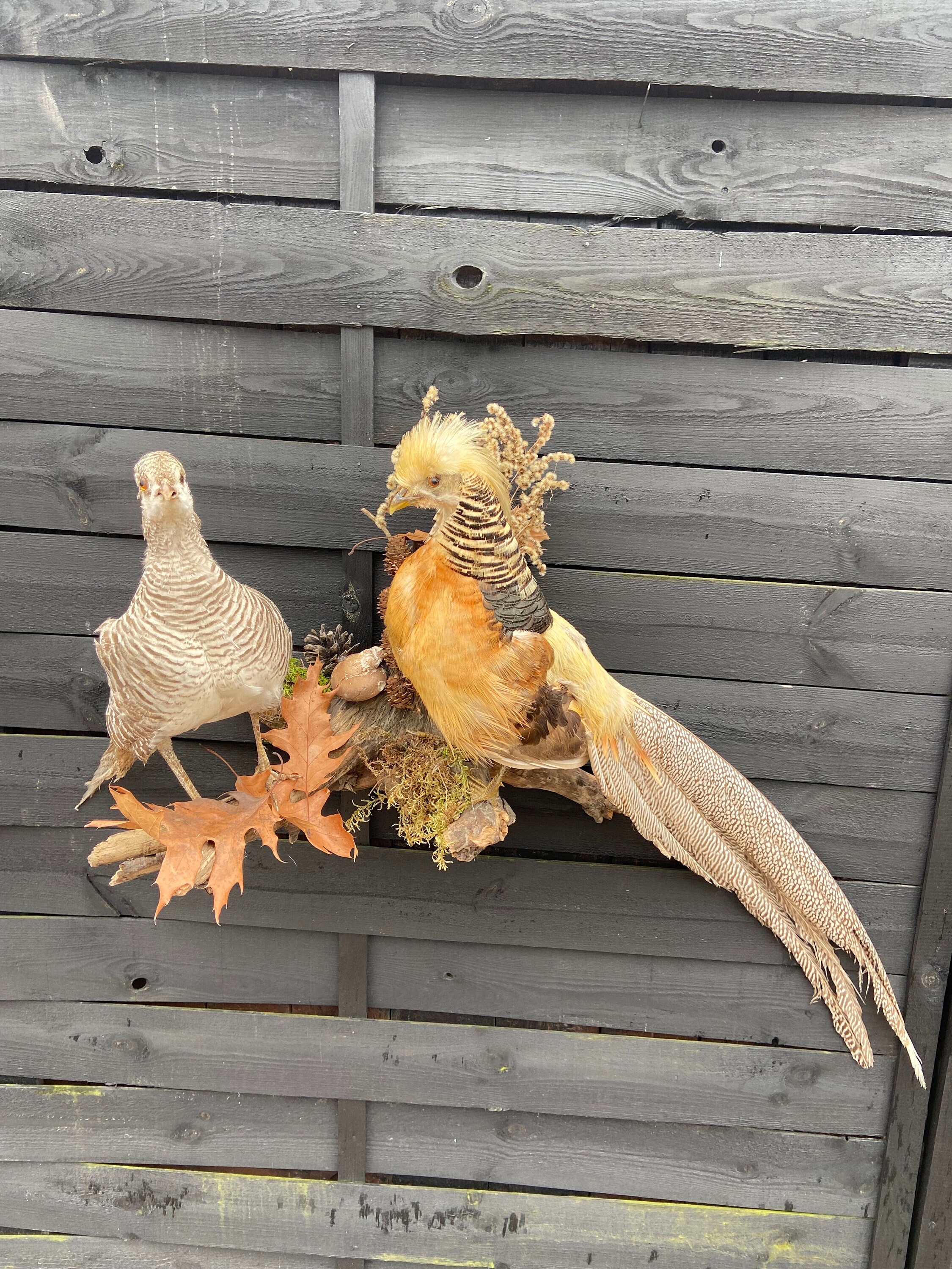 A High Quality Pair of Taxidermy Wild Pheasant Birds, Mounted on Wood ...