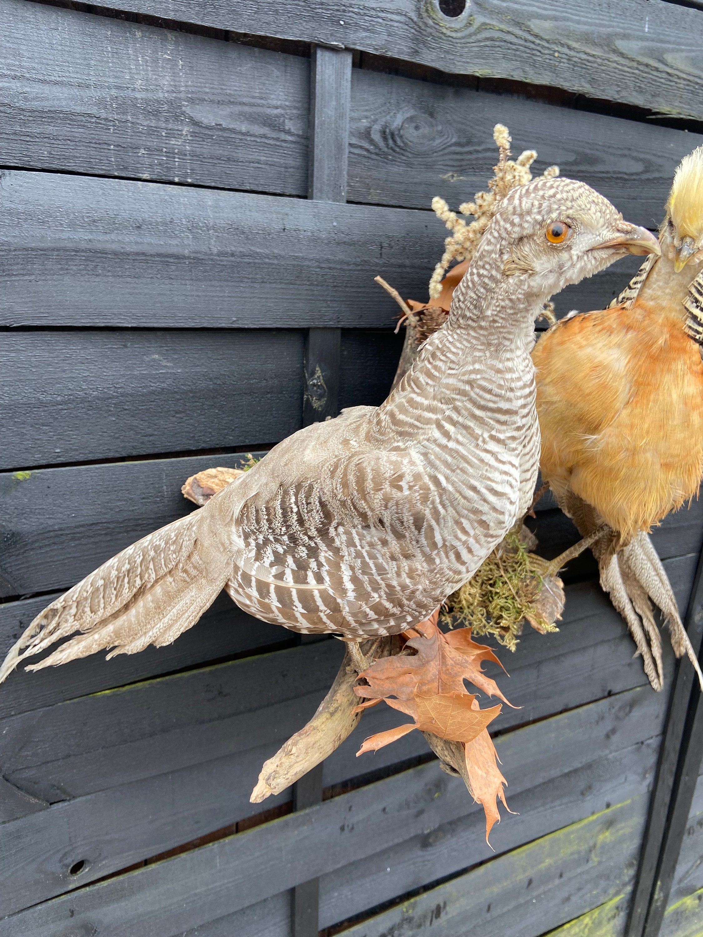 A High Quality Pair of Taxidermy Wild Pheasant Birds, Mounted on Wood ...