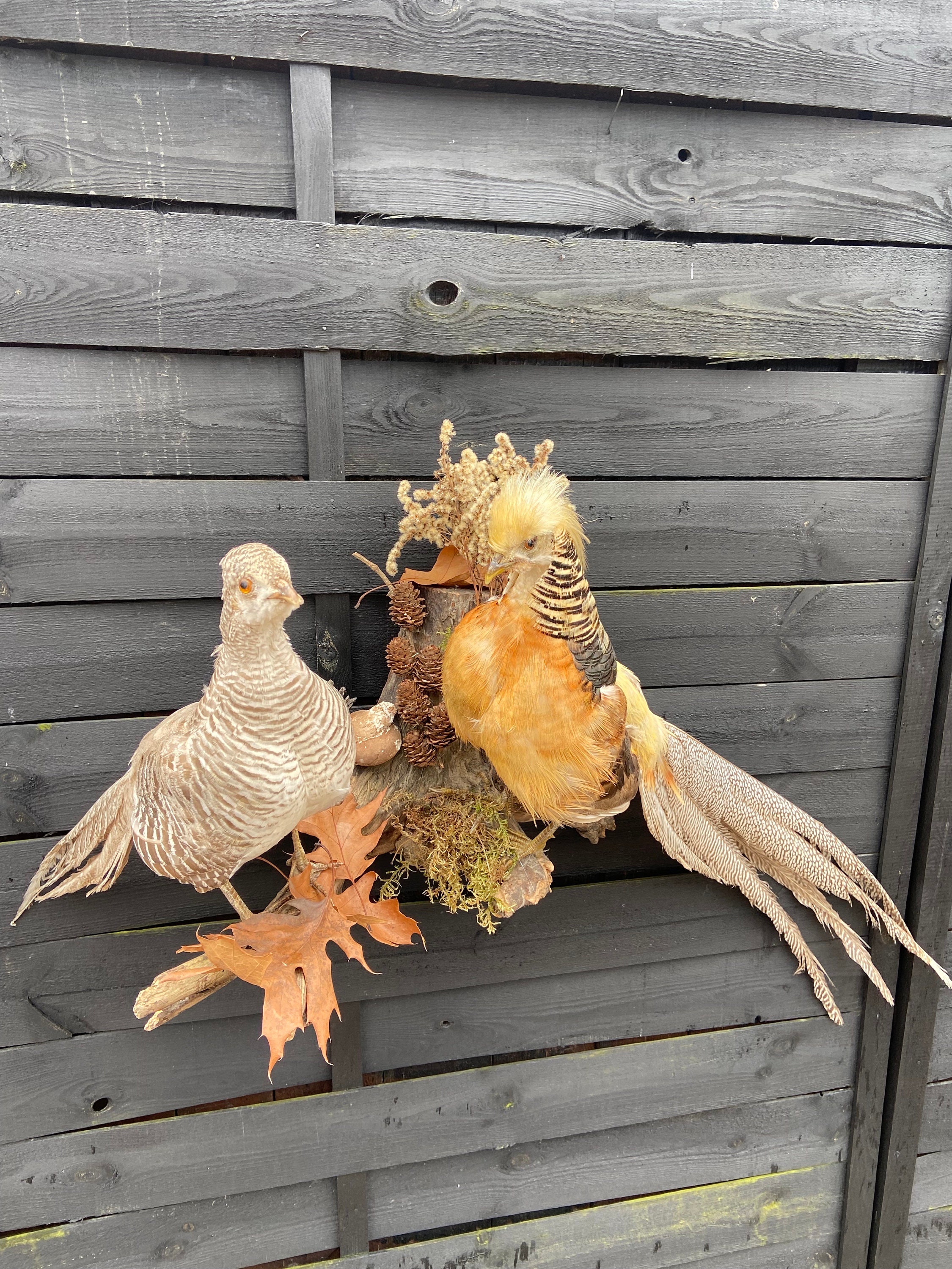 A High Quality Pair of Taxidermy Wild Pheasant Birds, Mounted on Wood ...