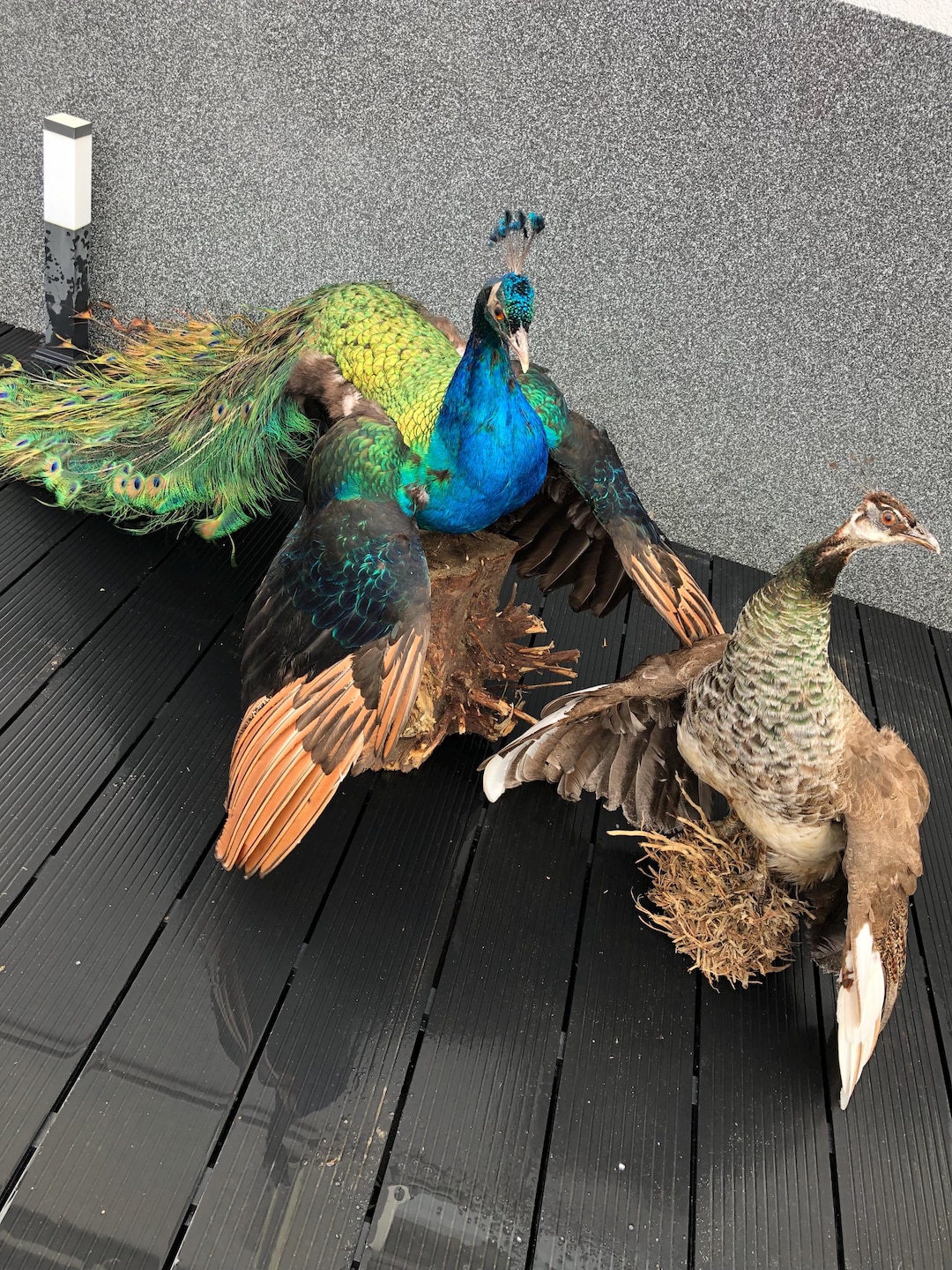 Quality Taxidermy Peacock Peafowl Home Decor Wild Birds Wall Hanging - Etsy