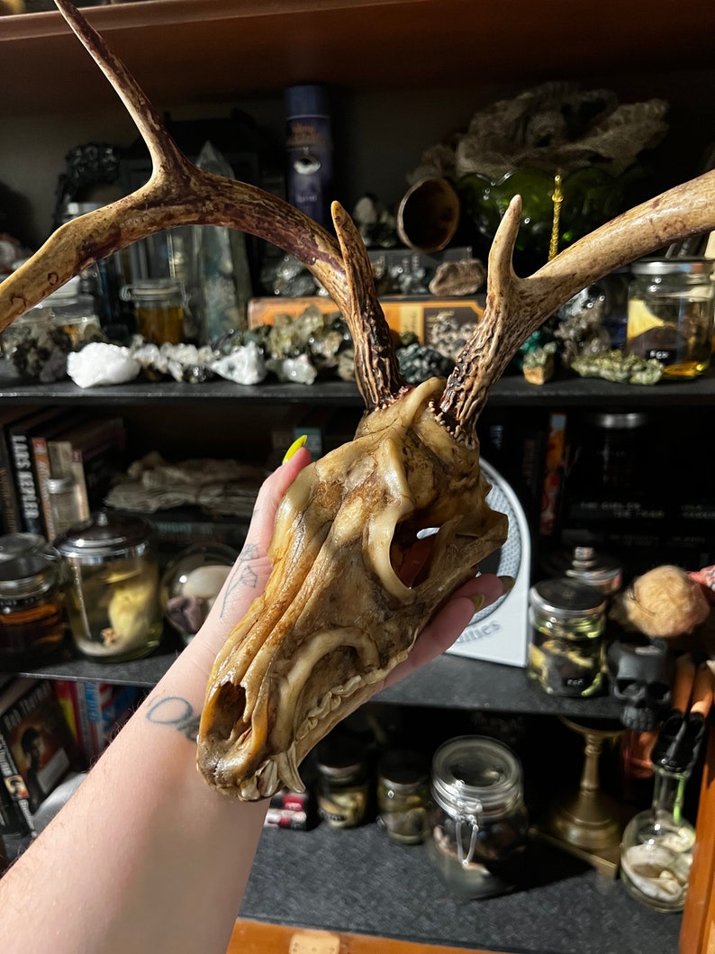 Wendigo Skull - Etsy