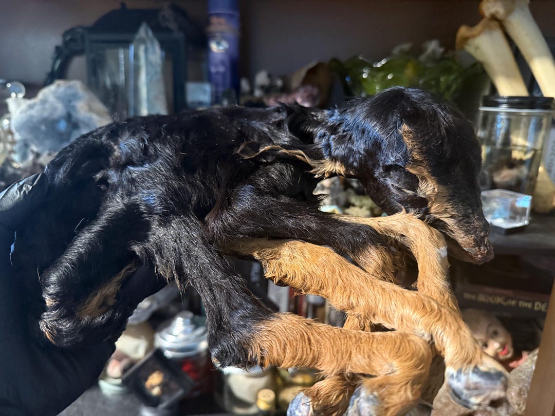 Mummified Newborn Goat - Etsy