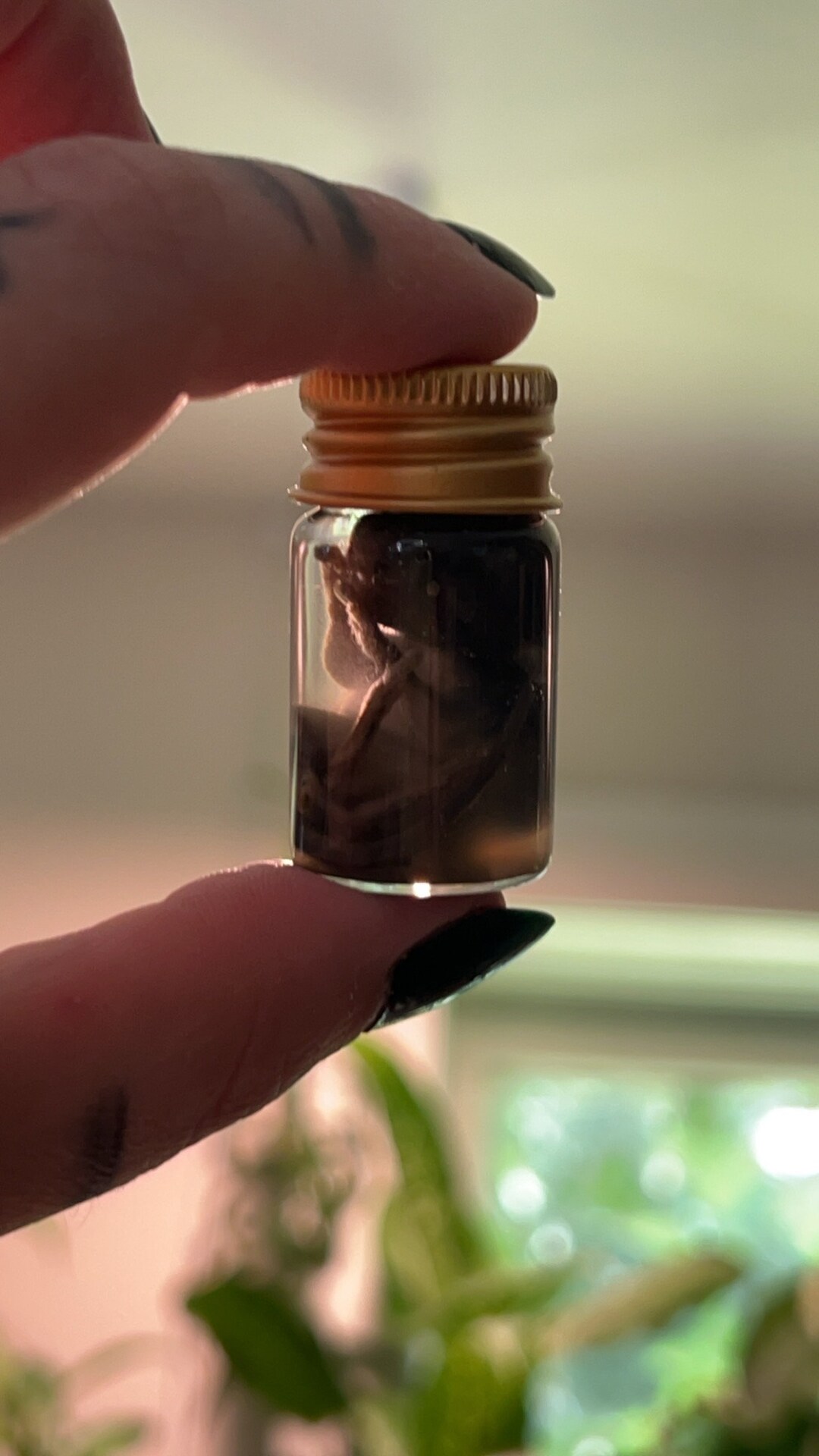 Tiniest Mouse Specimen - Etsy