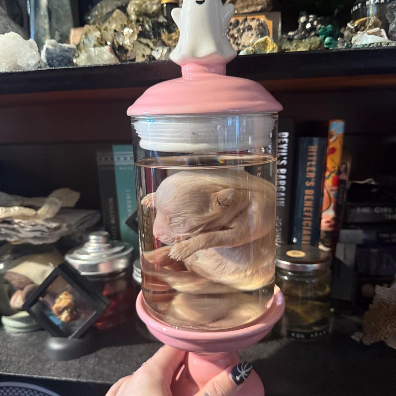 Wet Specimen - Etsy