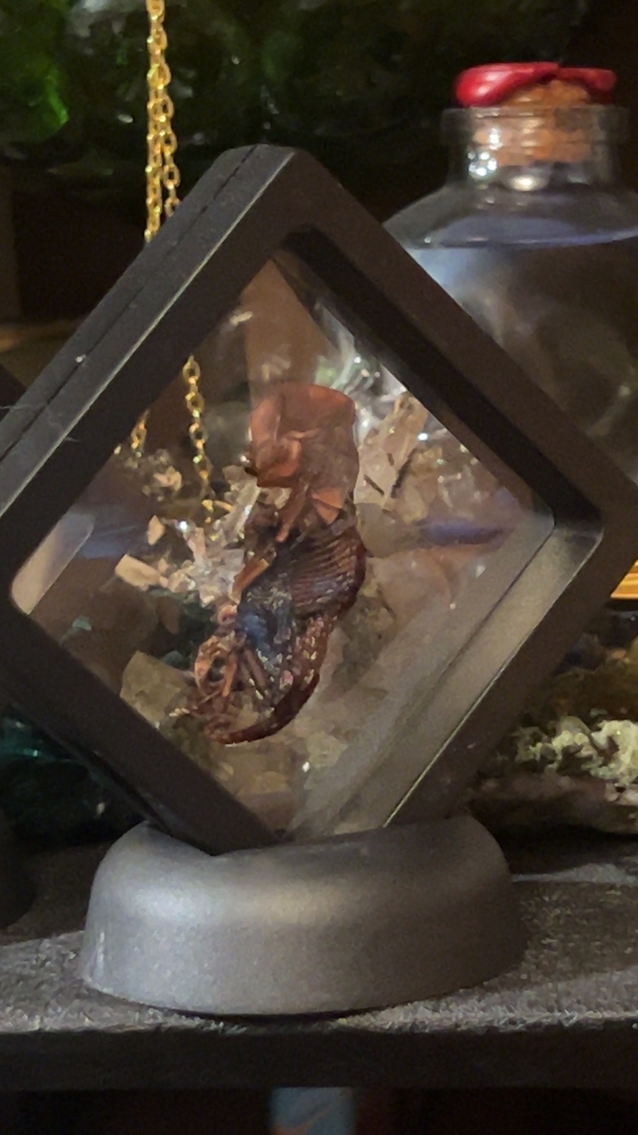 Fetal Mummified Feline Specimen - Etsy