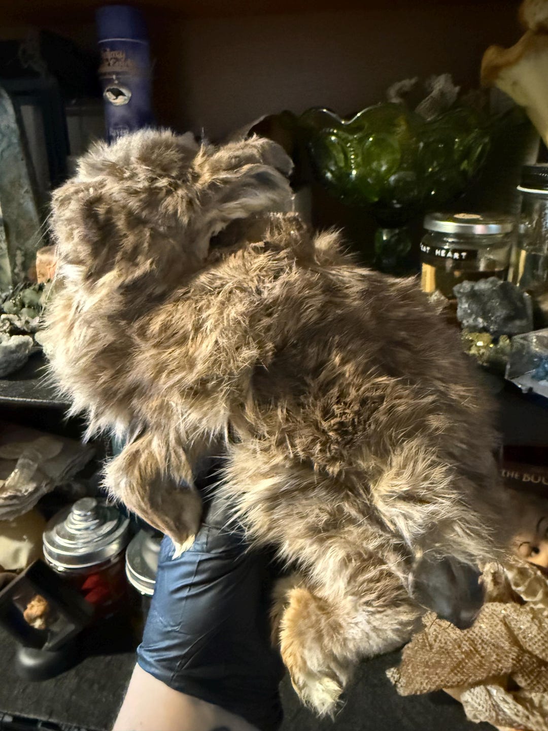 Mummified Rabbit Specimen - Etsy