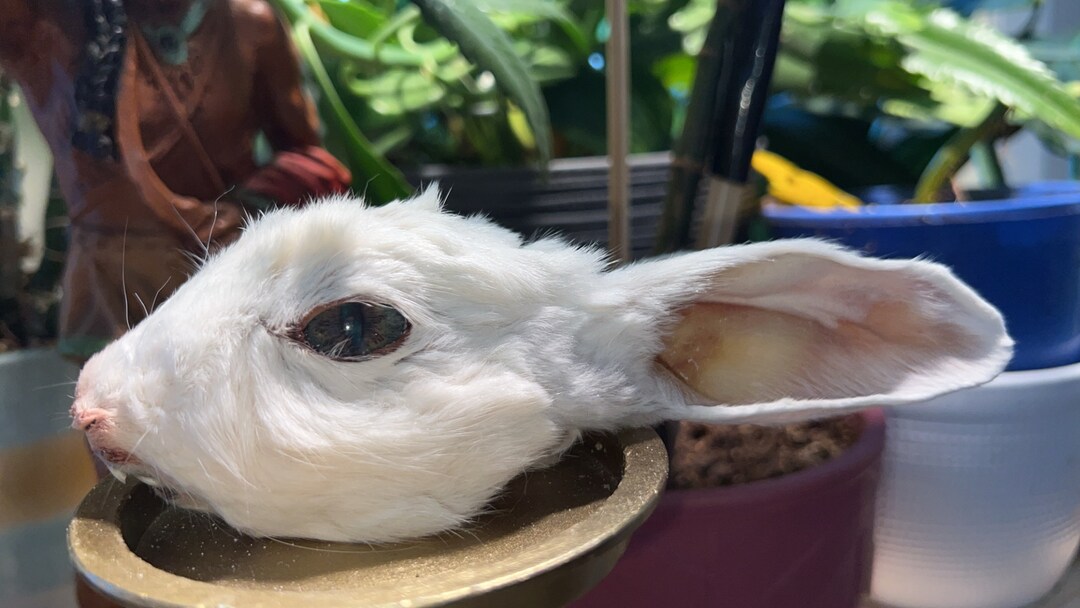 Mummified Rabbit Head - Etsy